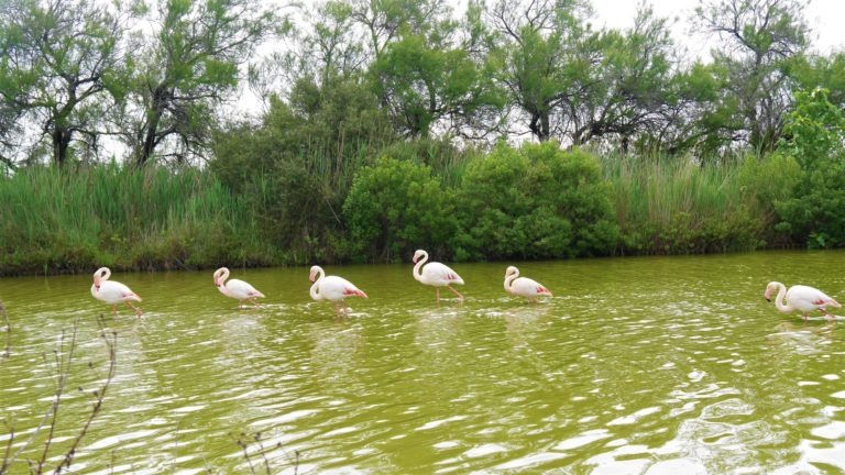 FRANCE // Camargue, idées de visite pour une escapade - Arpenter le chemin