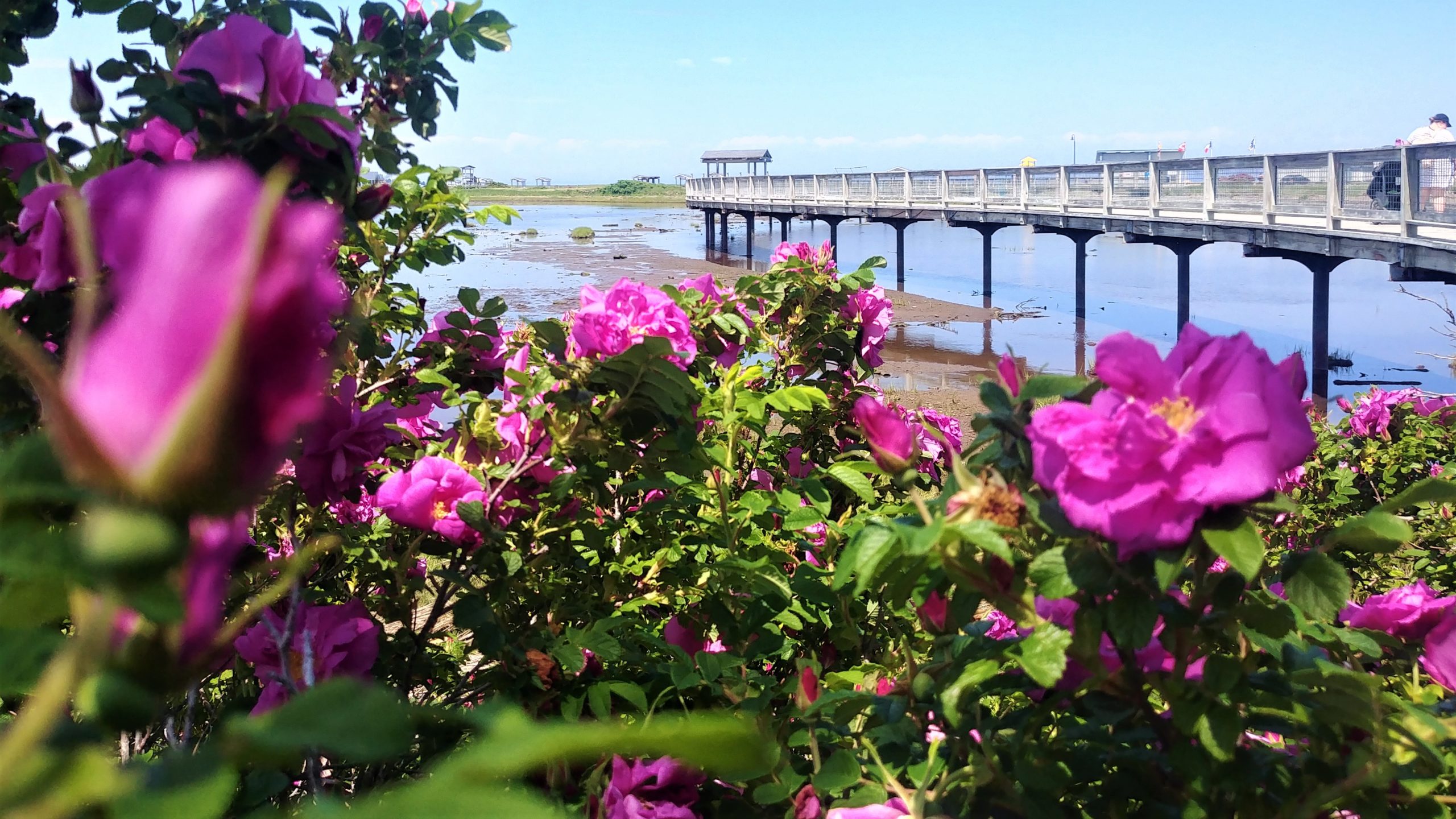 NOUVEAU-BRUNSWICK // Escapade estivale autour de Bathurst