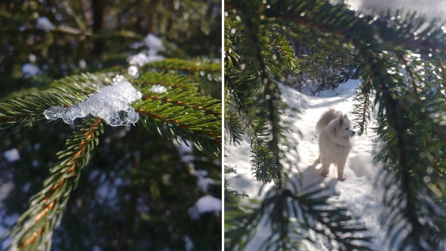 NOUVEAU-BRUNSWICK // Randonnées d'hiver autour de Moncton
